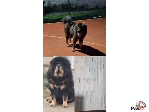 TIBETSKA DOGA