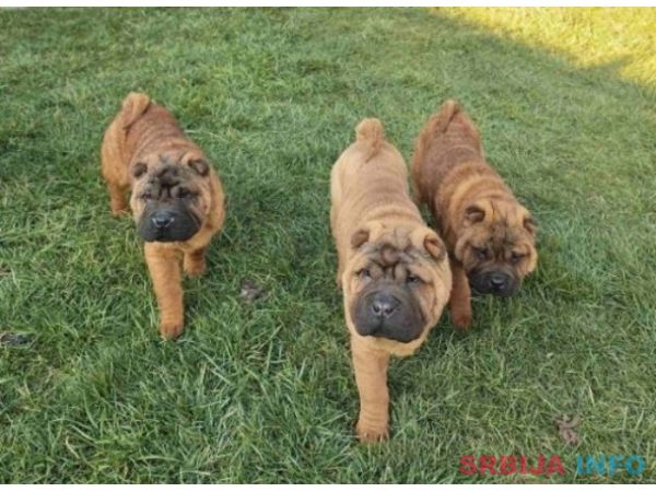 Šar Pej, čistokrvni štenci