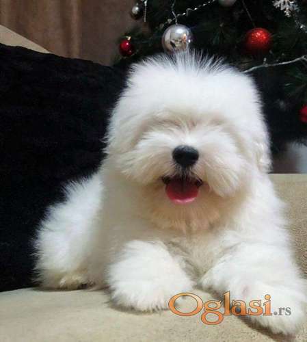 Coton de Tulear (Tulearski pas) stenci