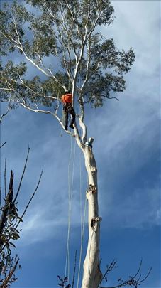 Dare - visinski radovi (drvo, kuća, zgrada itd)