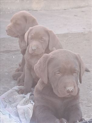 Labrador retriver, štene