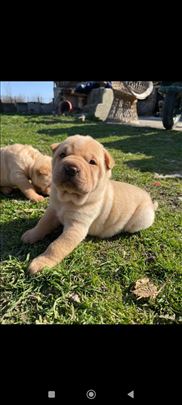 Šar-pej, štene(shar pei)