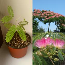 Albizia julibrissin (Svileni bagrem) , 1 sadnica veličina 15 cm
