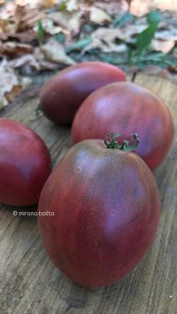 Paradajz Ukrainian Purple, prodaja semena