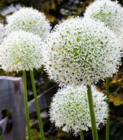 Allium beli
