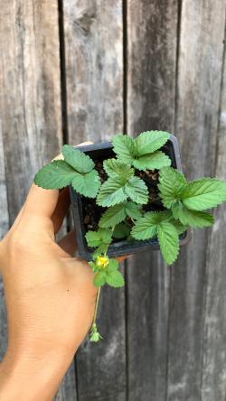 Lažna Indijska jagoda! Potentilla indica