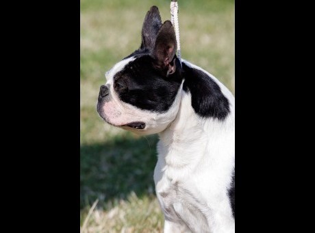 Boston terrier zreli muzjak
