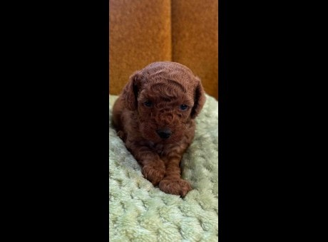 Stenci patuljaste/aprikot/ pudle