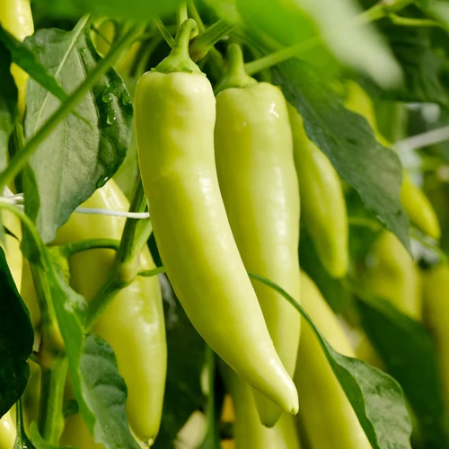 SEME PAPRIKA LJUTA BELA