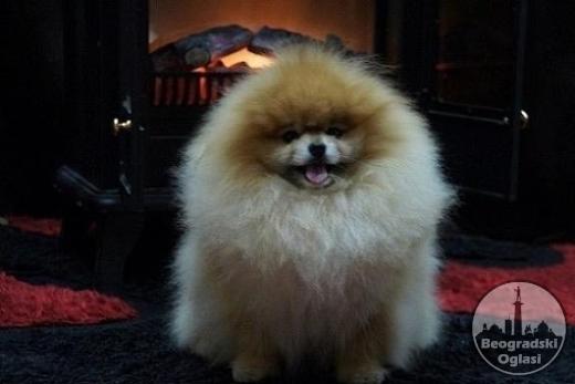 Pomeranski špic,Pomeranac,Pomeranian,Boo štenci