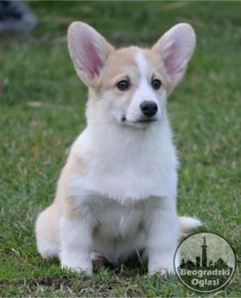 Velski korgi/Welsh Corgi Pembroke štenci