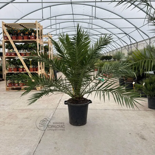 Phoenix Canariensis-C 25 L