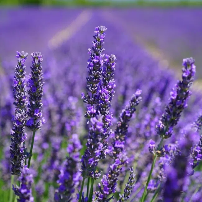 Lavandula ‘Grosso’ – Lavanda