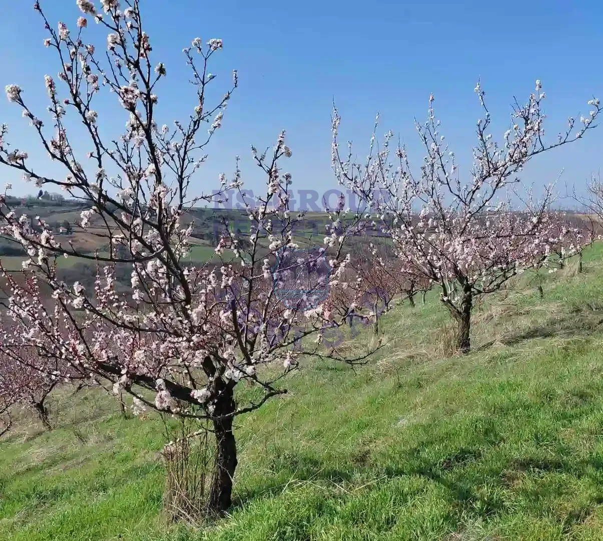 Čerat, Sremski Karlovci