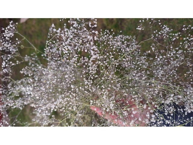Gypsophila paniculata, Mladin veo, 50 semenki