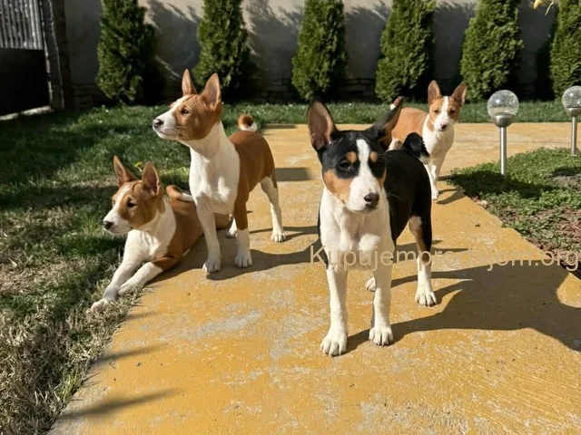   Prelepi štenci rase Basenji