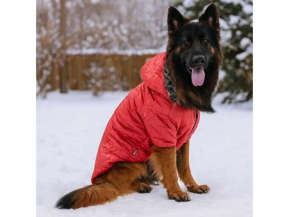 Evila Originals Duks za pse Redcoat