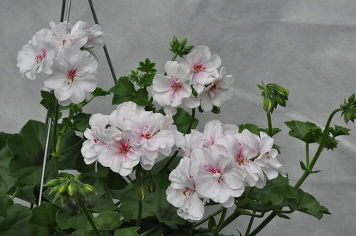 Muškatla bela padajuća - Pelargonium peltatum 'Lona'