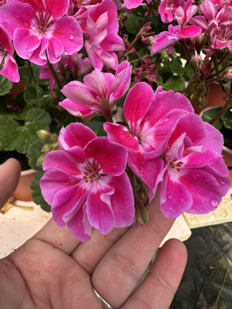 Muškatla ciklama stajaća - Pelargonium zonale 'Baldo'