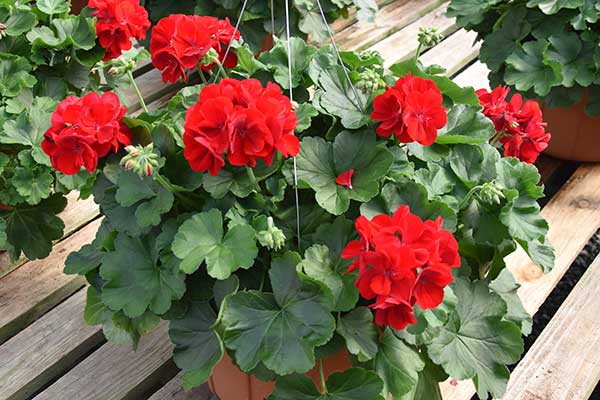Muškatla crvena kaliopa - Pelargonium 'Calliope Dark Red'