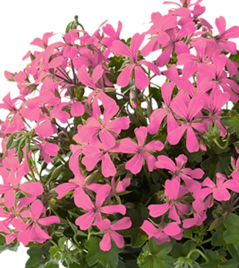 Muškatla slovenačka roze - Pelargonium peltatum 'Pink'