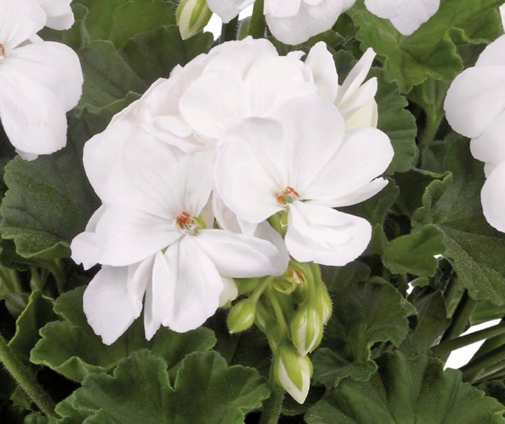 Muškatla stajaća bela - Pelargonium zonale 'White'