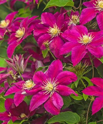 Klematis / Clematis 'Ernest Markham'