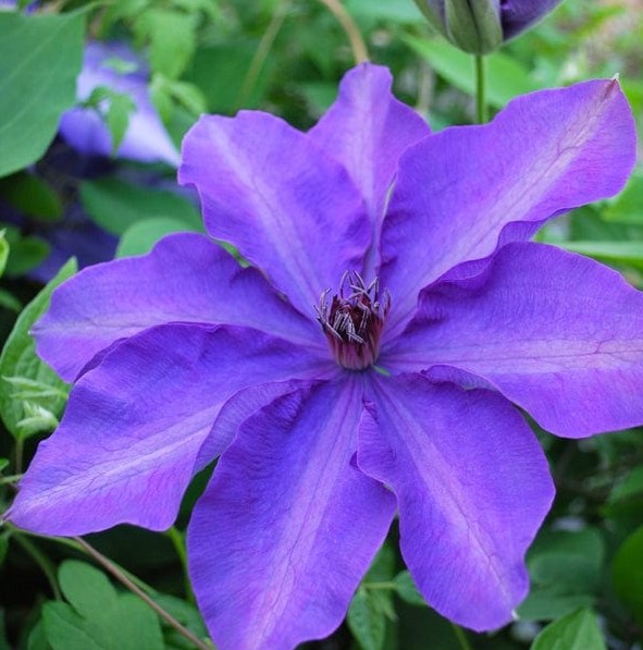 Klematis / Clematis 'The President'