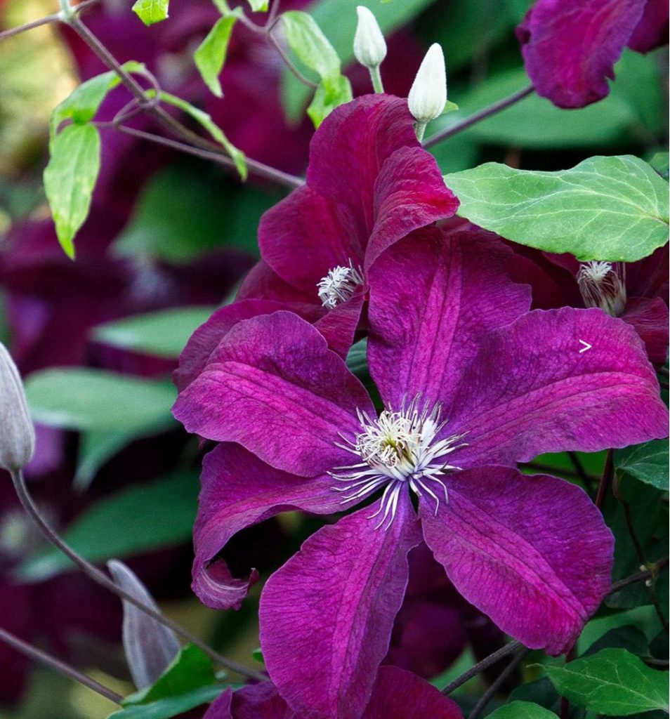 Klematis/ Clematis 'Rouge Cardinal'