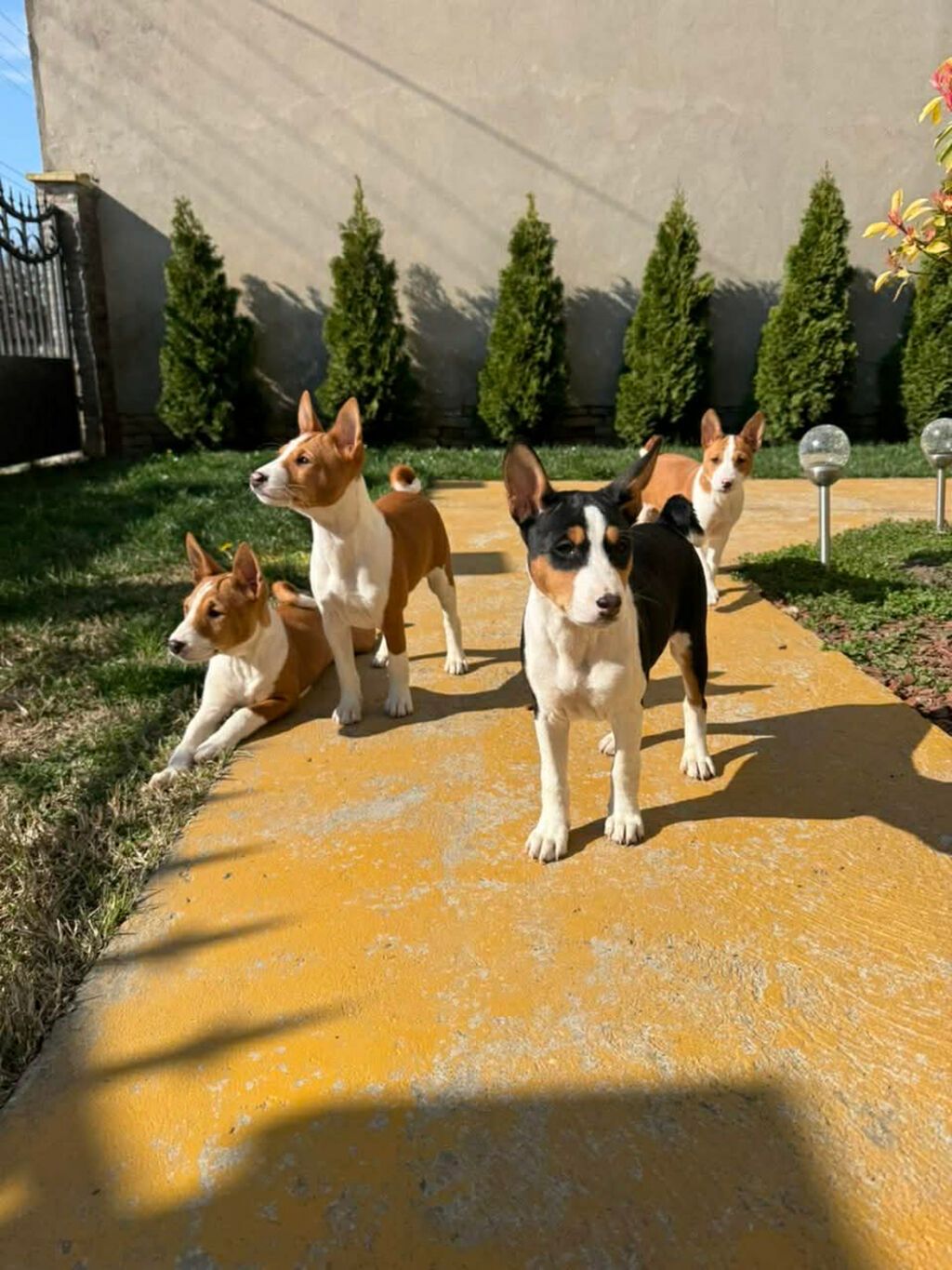 Prelepi štenci rase Basenji Na prodaju prelepi štenci rase Basenji –