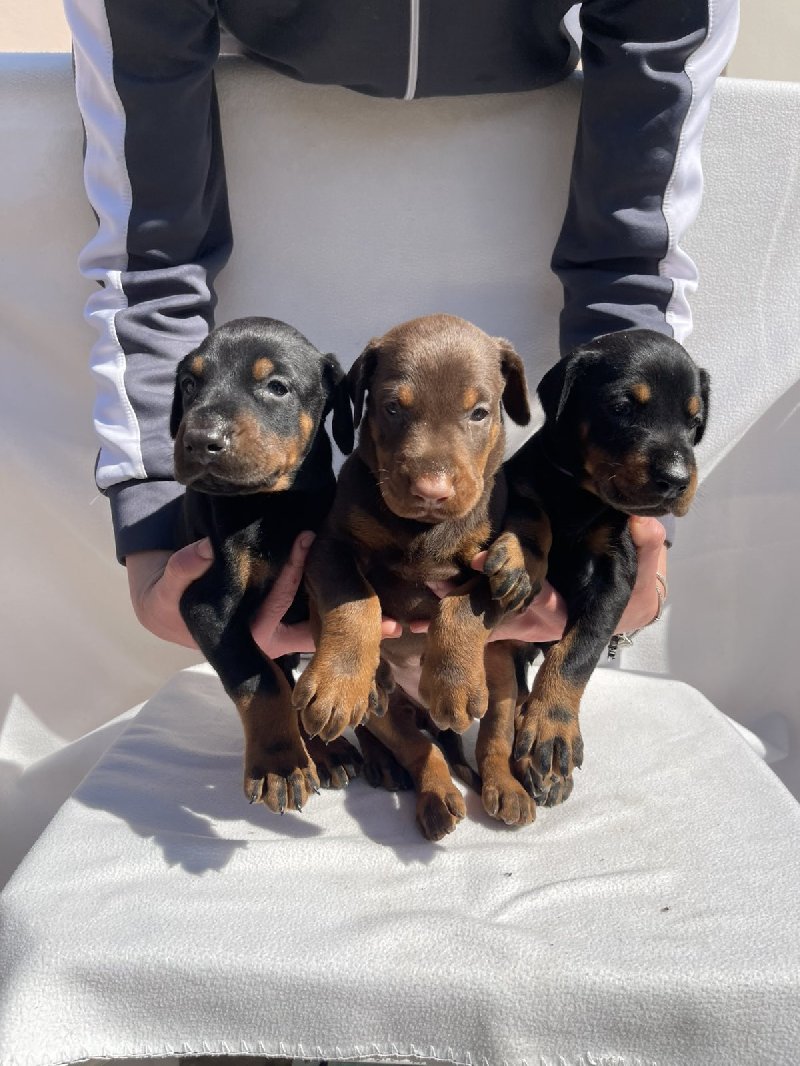 Doberman prelepi stenci