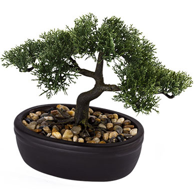 Bonsai u Keramičkoj Saksiji 23cm