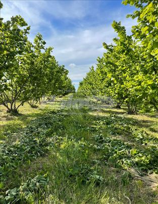 Zasad lešnika 2,7ha