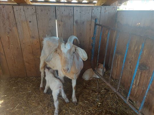Burska koza mešanka sa 2jareta