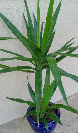 Drvo zivota, Yucca Elephantipes