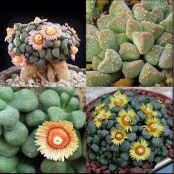 Aloinopsis mix - 20 semenki