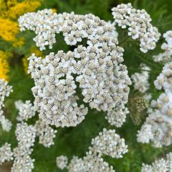 Hajdučka trava Hajdučica Ahilea Achillea Millefolium