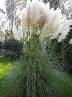 Pampas trava beli (50 semenki) Cortaderia Selloana WHITE