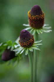 Rudbekija čarobnjak