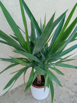 Drvo zivota, Yucca Elephantipes