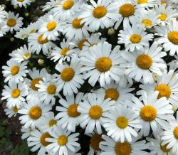 Margareta bela (3000 semenki) Chrysanthemum white