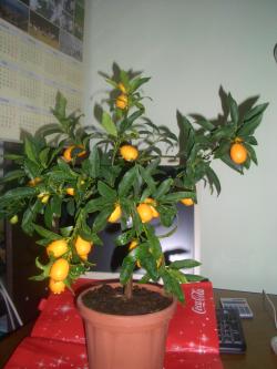 CITRUS FORTUNELLA