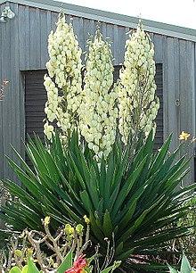Baštenska juka-Yucca filamentosa