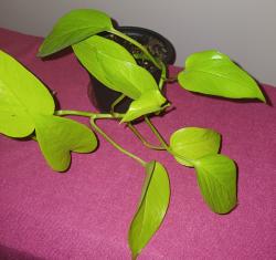 Epipremnum aureum (Neon Pothos) veca