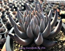 Echeveria unguiculata - 20 semenki