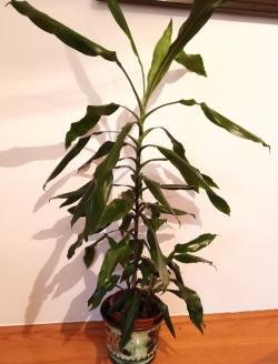 Dracena masangeana- corn plant- biljka kukuruz