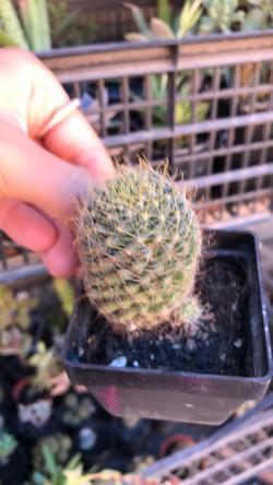 Mammillaria Wiildii