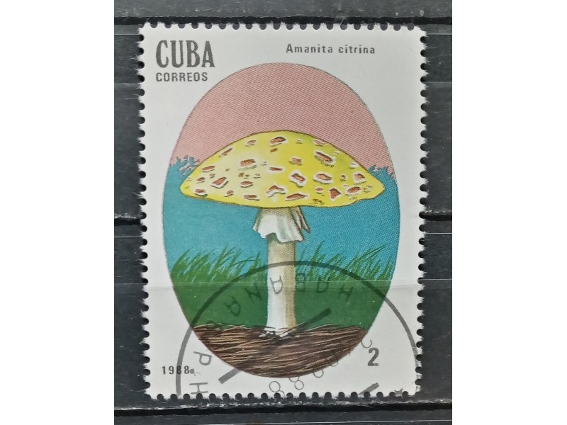KUBA 1988 - ŽUĆKASTA PUPOVKA *