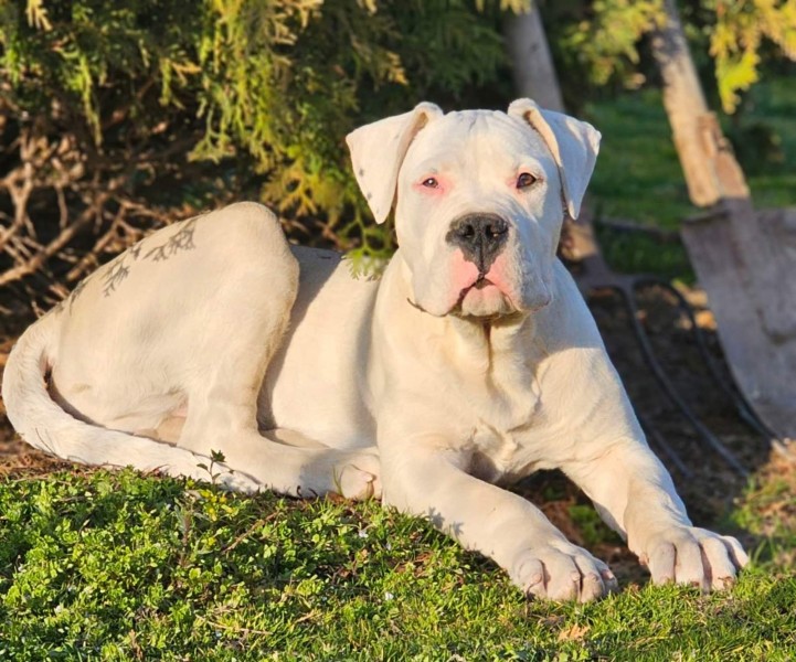 Dogo Argentino prvobirano musko stene