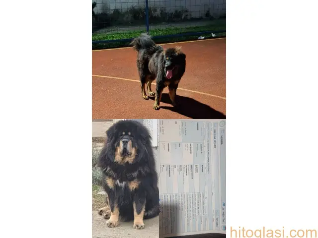 Prodaju se stenad Tibetanskog Mastifa sampionskog porijekla